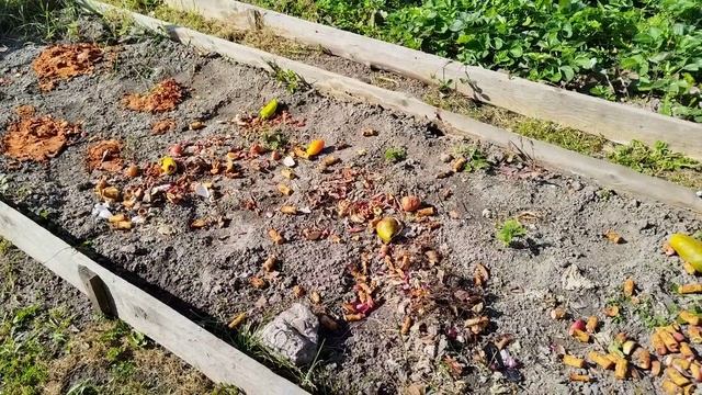 Никогда не выбрасываю. Это отличное удобрение.