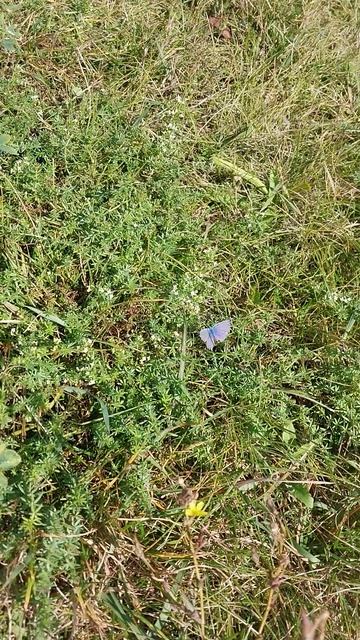 Красивая фиолетовая бабочка!