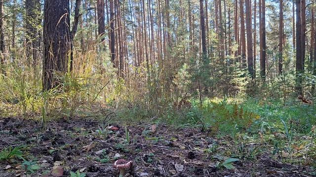 Формула прощения - объяснение