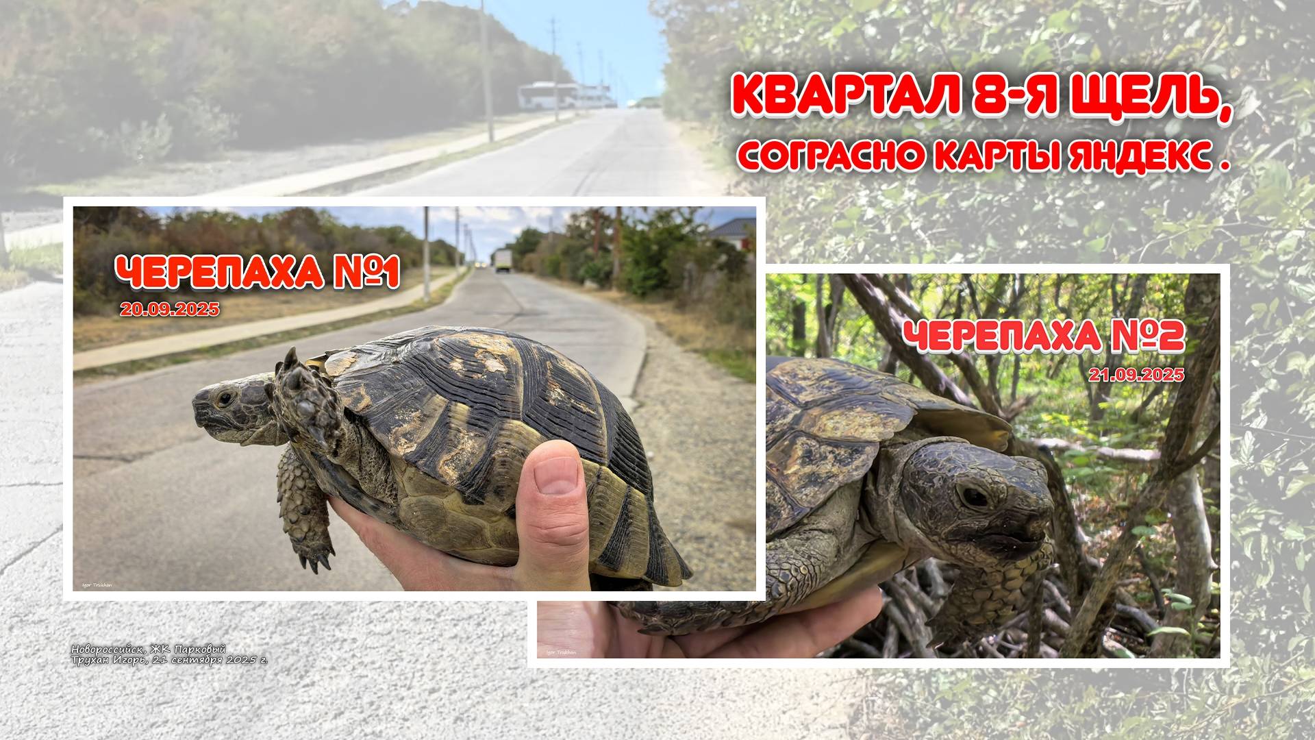 Суббота - воскресенье и опять черепахи. / 2025.09.20-21