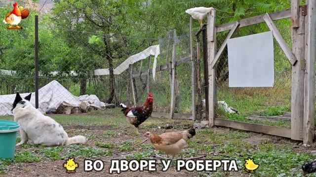 Содержание кур в домашних условиях и других птиц во дворе у Роберта 🐣🐤🦆🐔🪿🦃 (256)