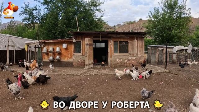 Содержание кур в домашних условиях и других птиц во дворе у Роберта 🐣🐤🦆🐔🪿🦃 (257)