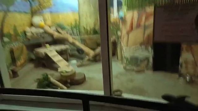 QPFU6463 Вот и вечер наступил. Видео от опекуна Светланы