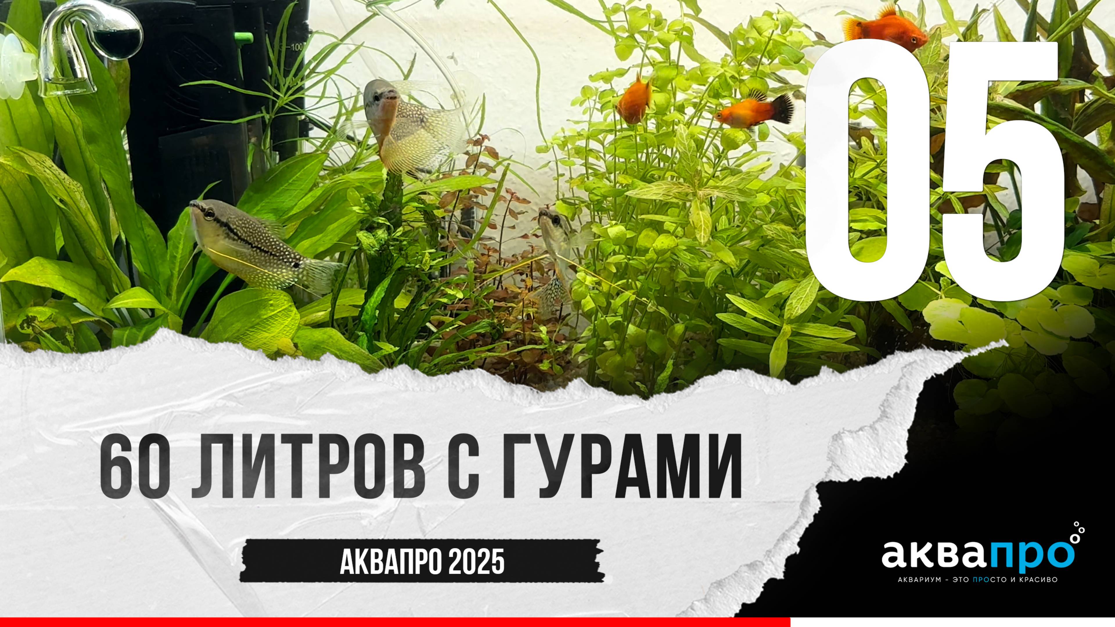 05. 60 литров с гурами. #АкваПро
