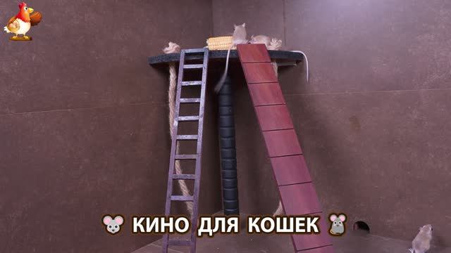 Видео для кошек про крысок развлекать питомцев 🐭🐀😂 (325)