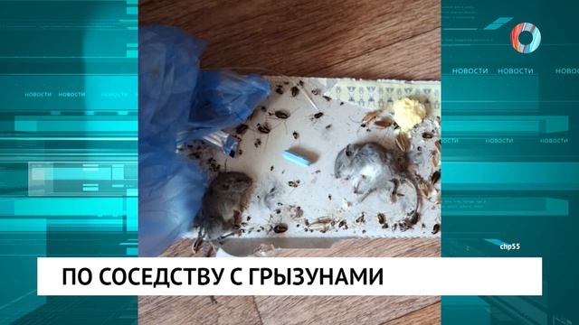 По соседству с грызунами