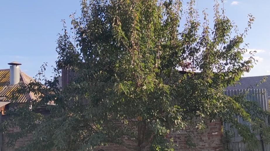 Убираем ветки у деревьев