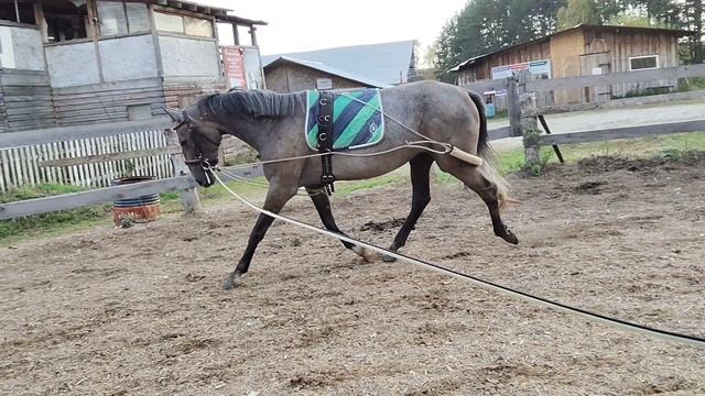 Гимнастирование молодой лошади на шлее Пессоа.