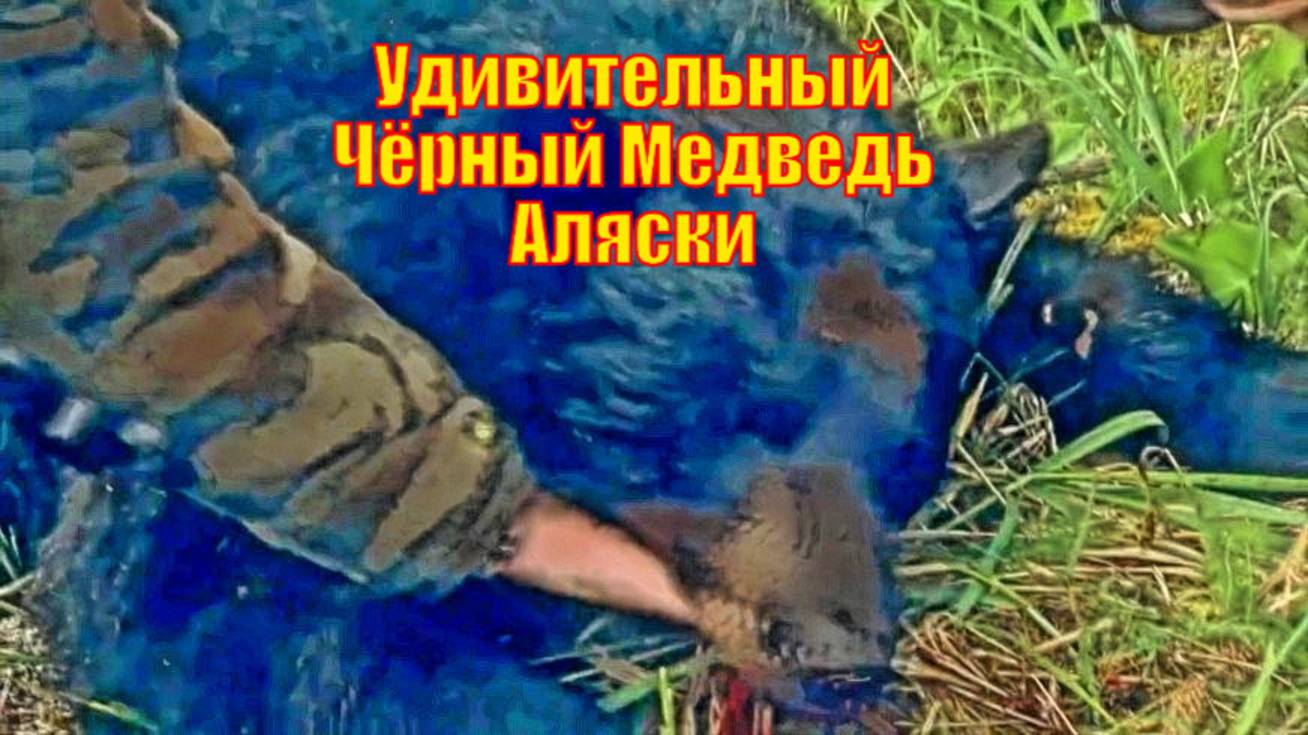 Удивительный Чёрный Медведь Аляски