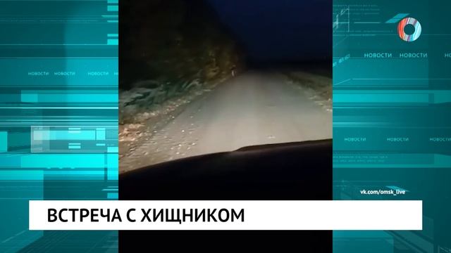 Встреча с хищником