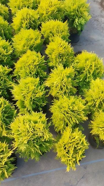 Шаровидные туи!