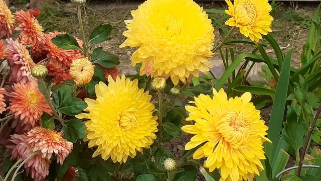 хризантема ОПАЛ жёлтая корейская