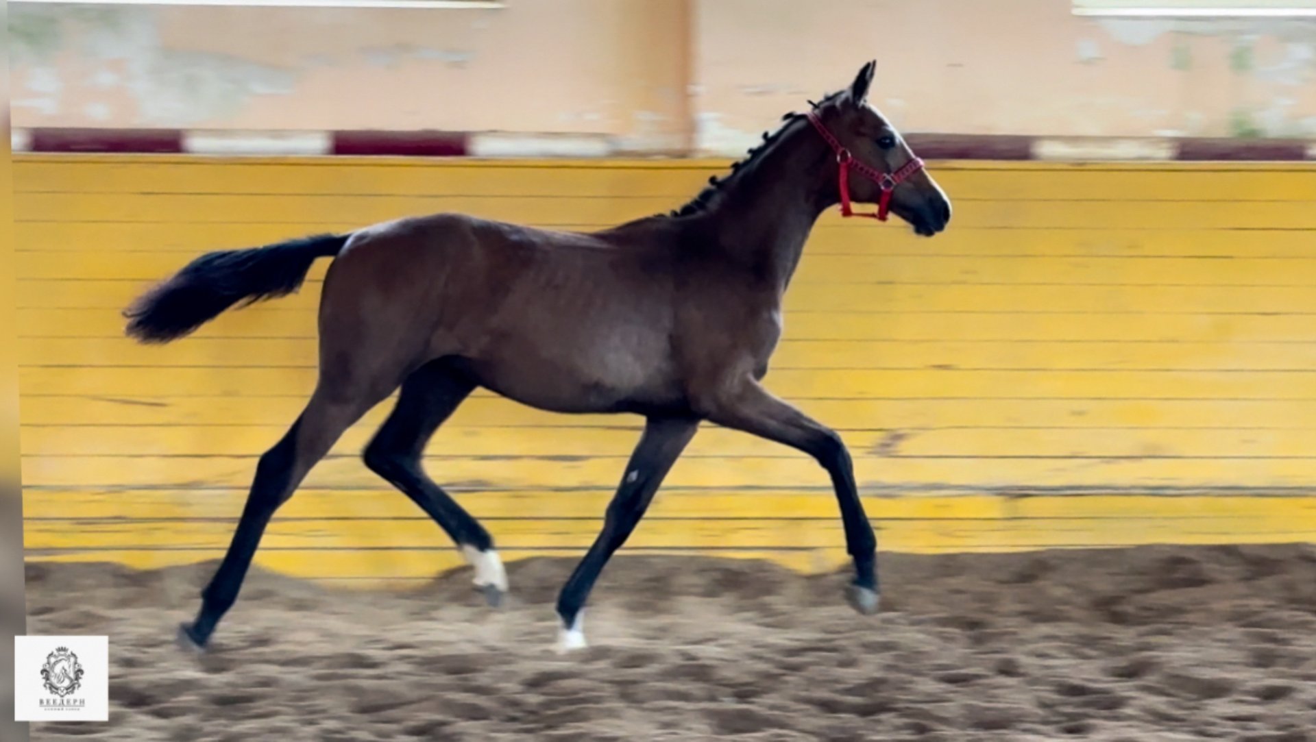 Жеребчик Дэ Виконт WD, 2025 г.р. #жеребятаотMrDeNiro