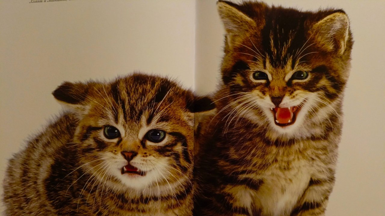 Книга Джейн Бертон Жизнь Кошек листает кот Барсик.