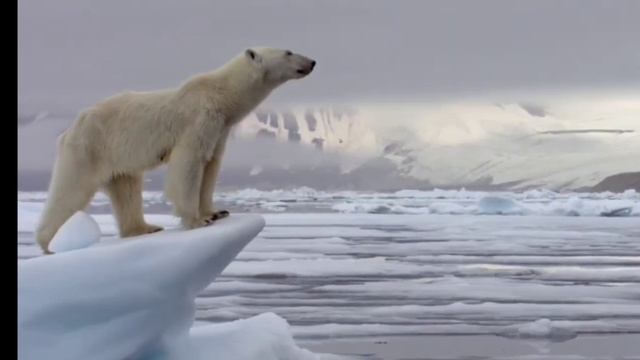 Вот Как Полярные Медведи Расправляются с Непробиваемыми Черепами Моржей WATOP