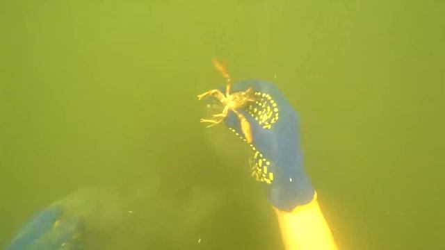 Подводная охота на раков!