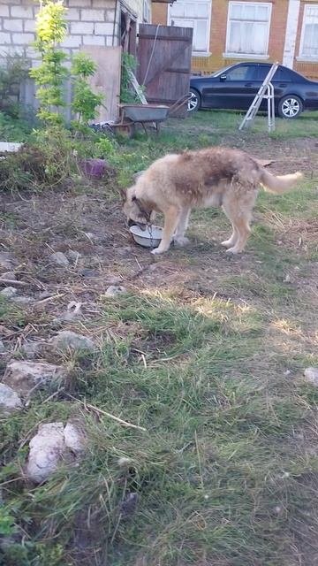 Дик послушно поддаёт миску, чтобы покушать :)