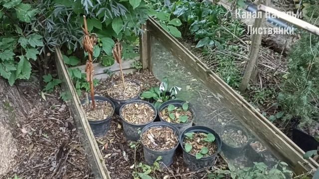 Дача 20.09.2025. Вид сверху, строфария, посадка мускари и горянок, папоротники листовики