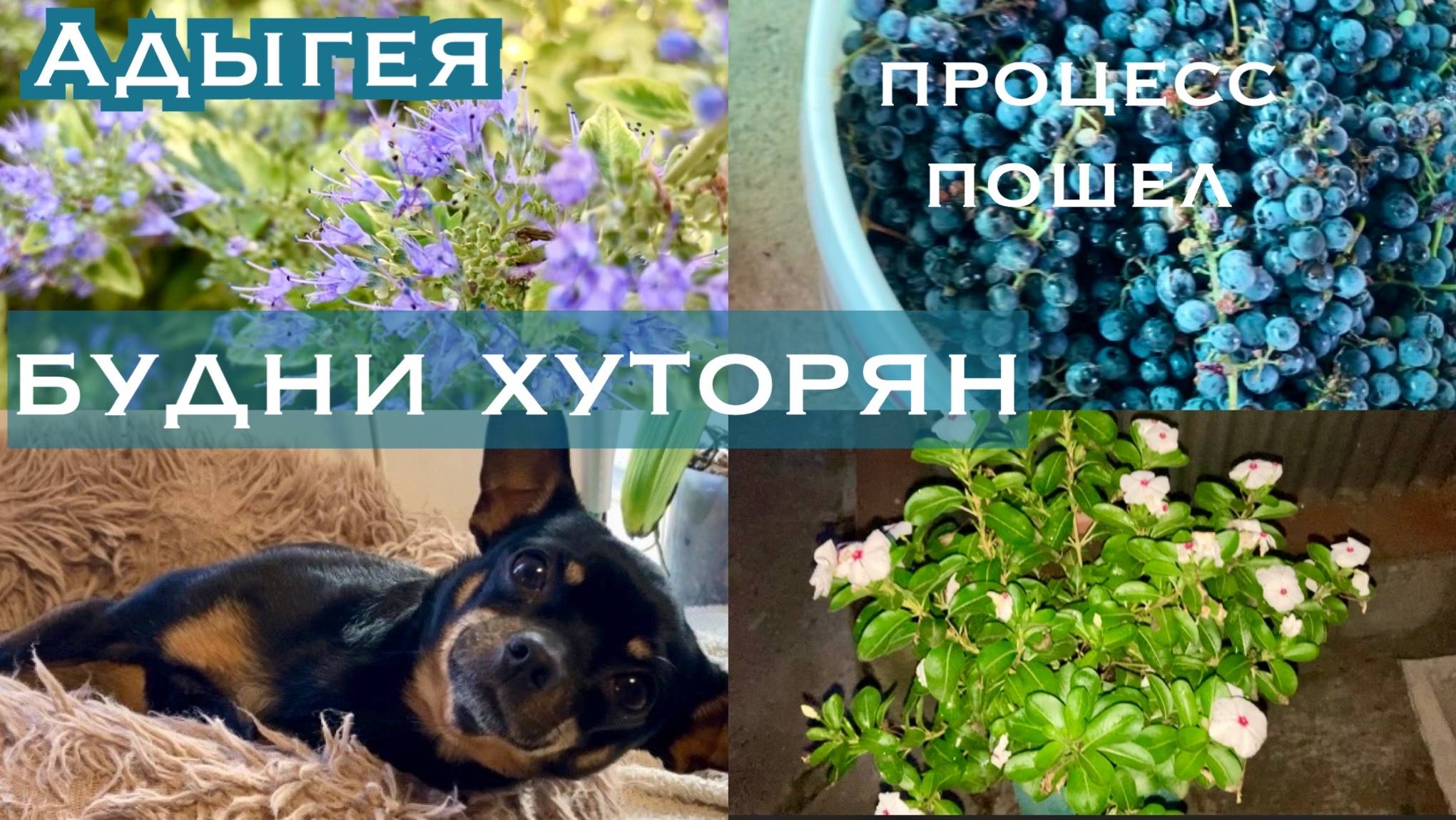 Адыгея/ Жизнь на хуторе/ Виноград в дело/ С Никки в станицу/