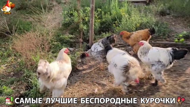 Цыплята и Курочки селяночки лучшие беспородные несушки 🥚 (319)