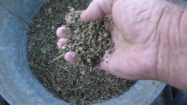 Свои семена свеклы