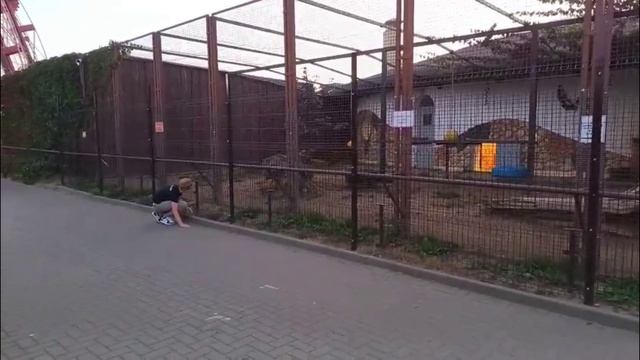 Шархан Игры Забеги Общение Видео от опекуна Светланы