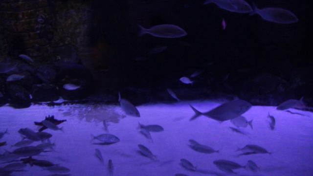 MVI_2036