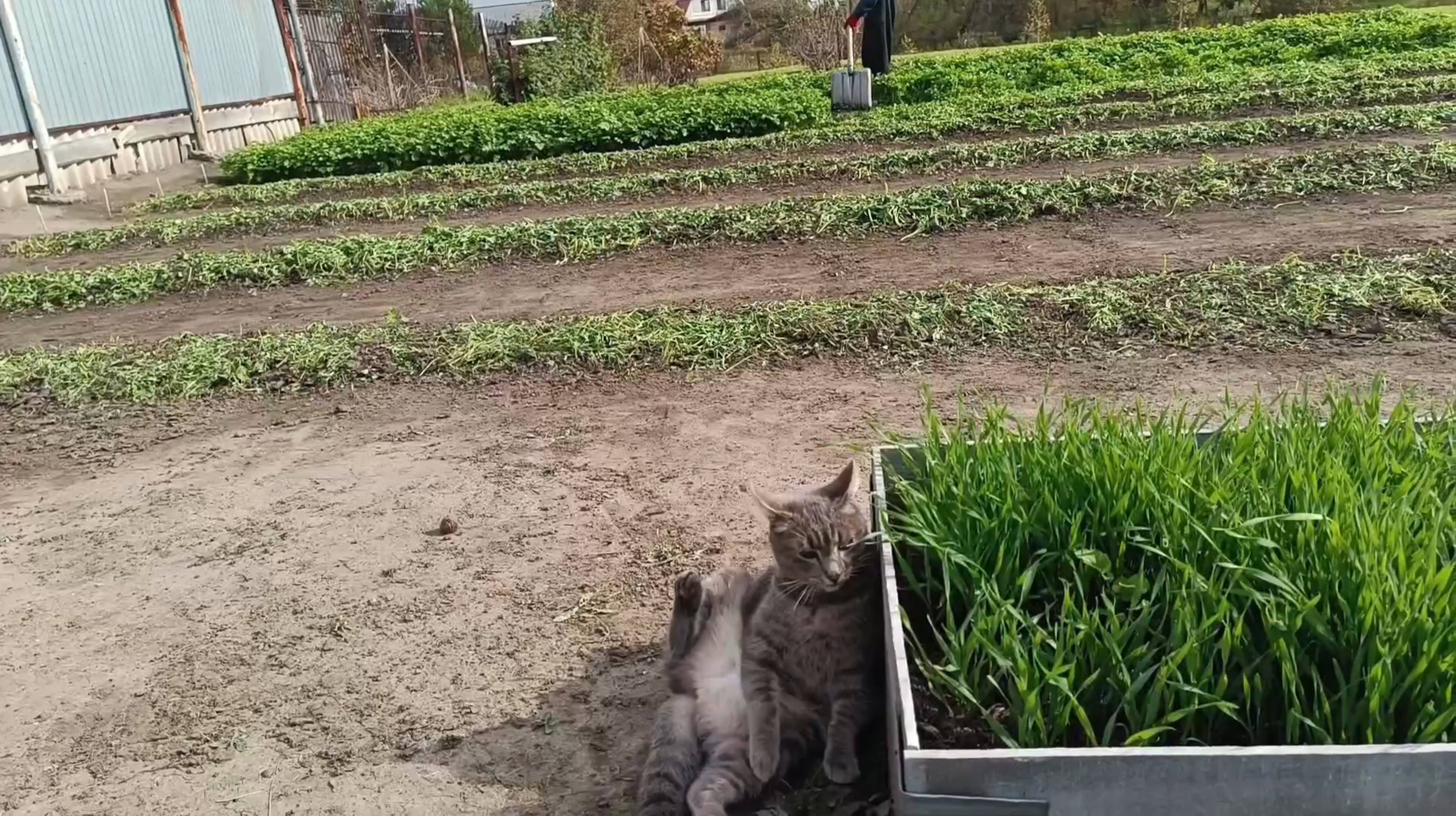 Как мы заделываем седерат горчицы в грядку. Осень 2025.