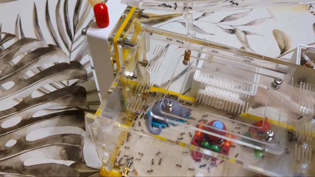 Муравьи расширяют владения 🐜 Новый модуль формикария + переселение