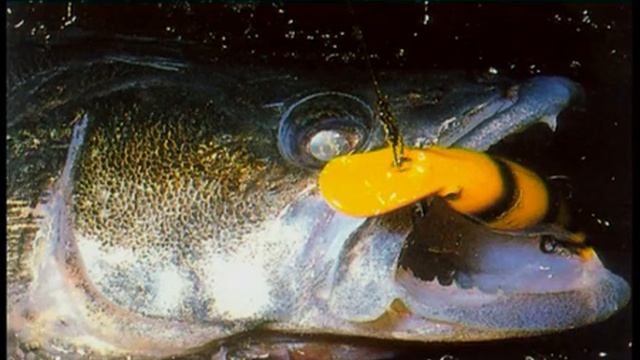 Как атакует свою жертву Обыкновенный судак (Pike-perch) — Sander lucioperca (Linnaeus, 1758) ?