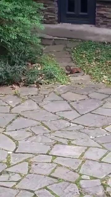 Она живая ! Ещё . WhatsApp Video 2025-09-22 at 17.55.51