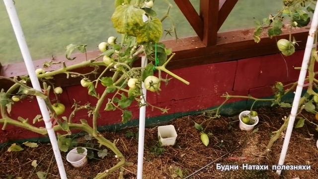 Почти последнии помидоры!