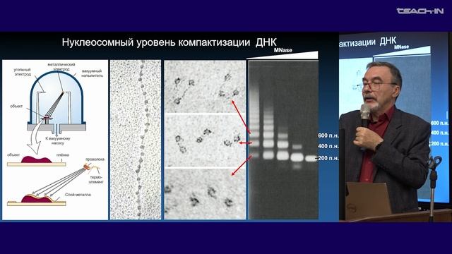 Киреев И.И. - Клеточная биология - 2. Строение клеточного ядра