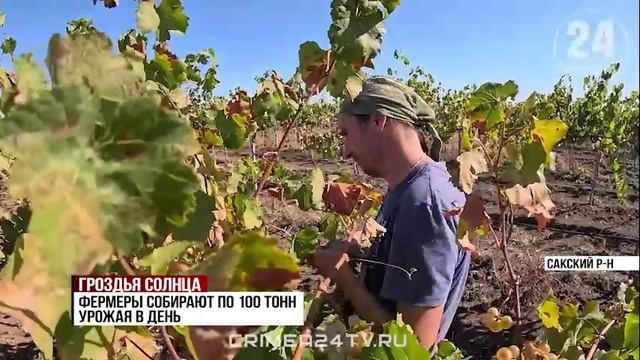 В Сакском районе 11 тысяч тонн винограда планируют собрать в этом году
