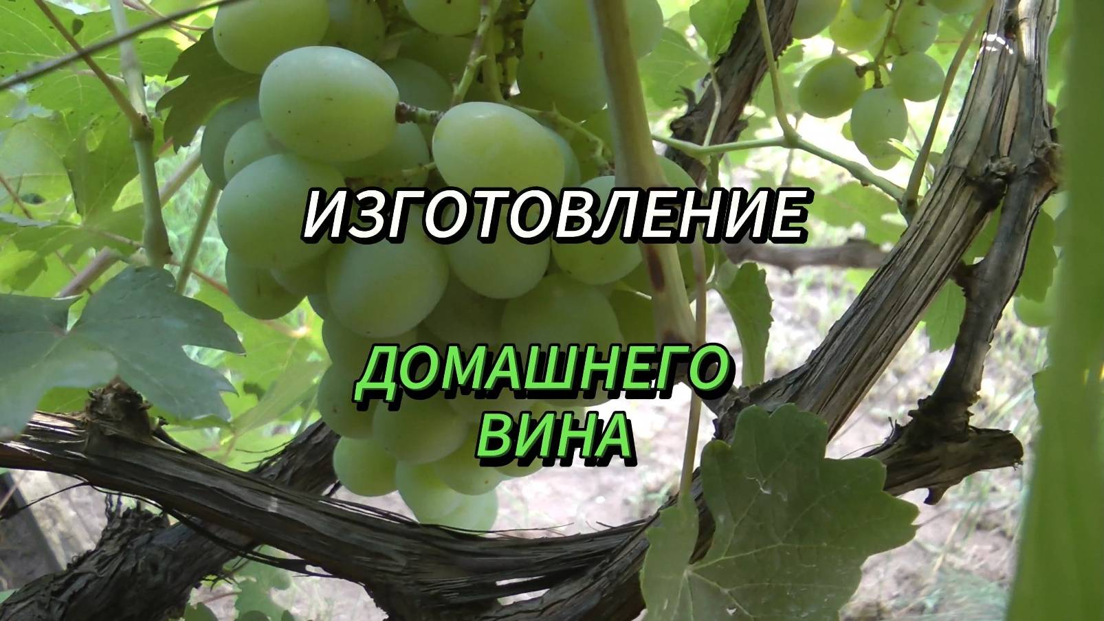 4.2. Напитки и кулинарные изделия из винограда. 4 выпуск. 2 часть. Изготовление домашнего вина.