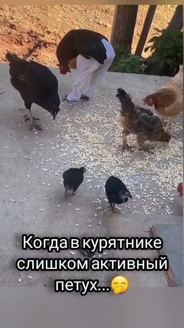 💥 Подборка лучших Приколов 2025 | Приколы - Попробуй не заржать