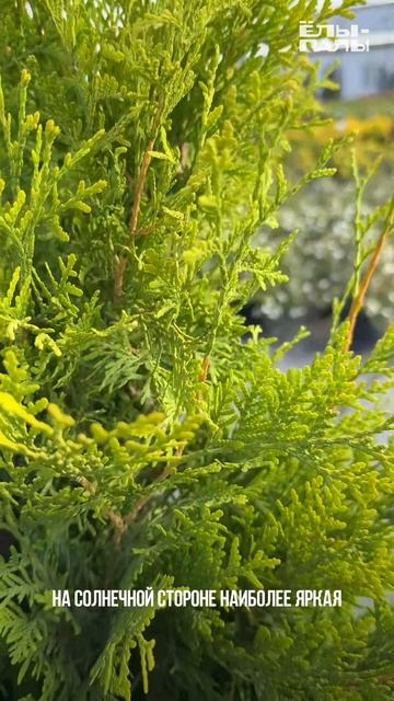 Обзор сортов колонновидных туй в питомнике ЁЛЫ-ПАЛЫ