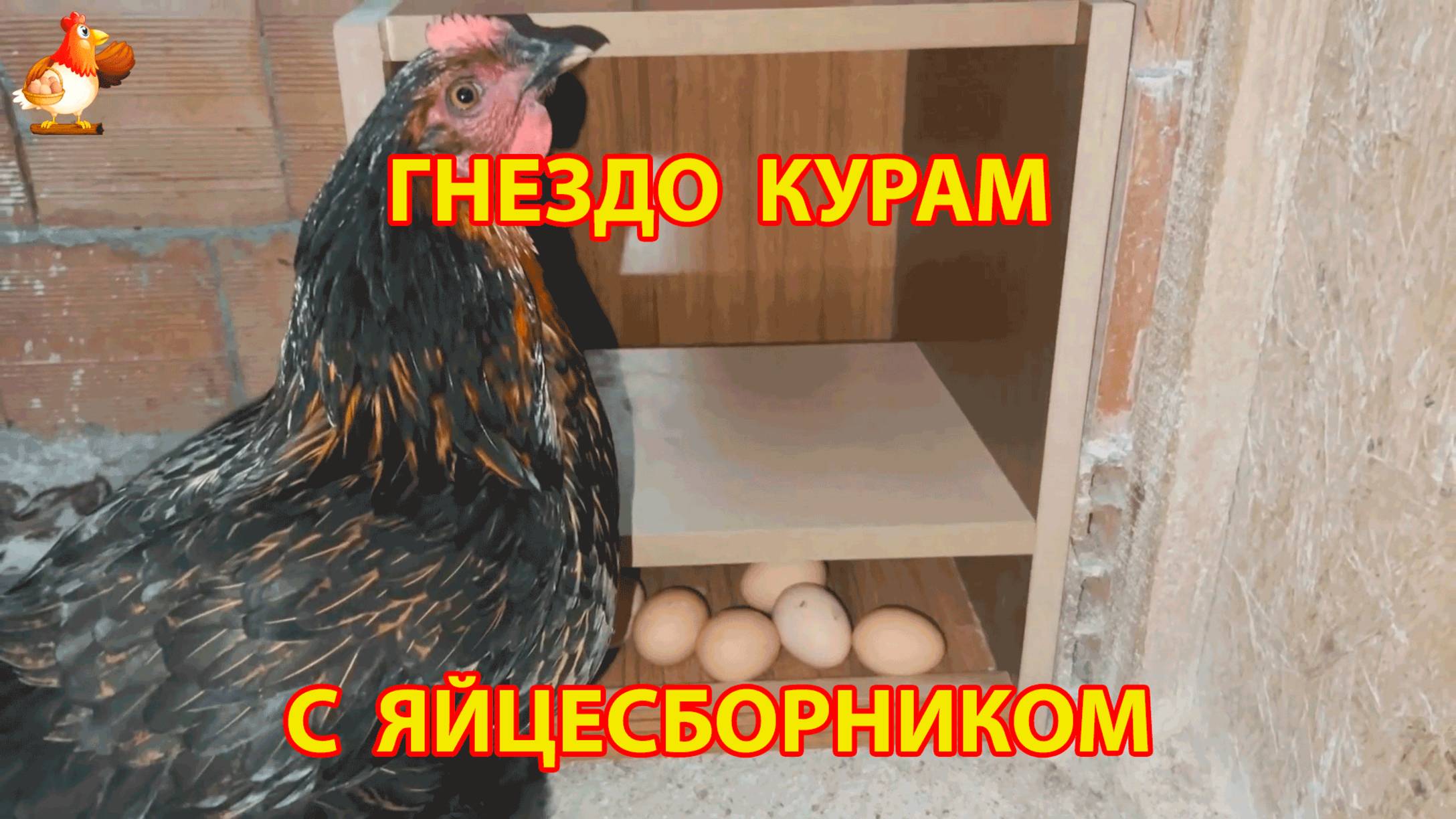 Гнездо с яйцесборником для кур как сделать своими руками пошагово 🥚🥚🥚