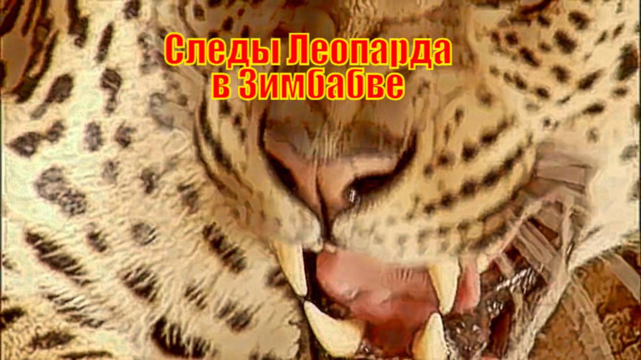 Следы Леопарда в Зимбабве