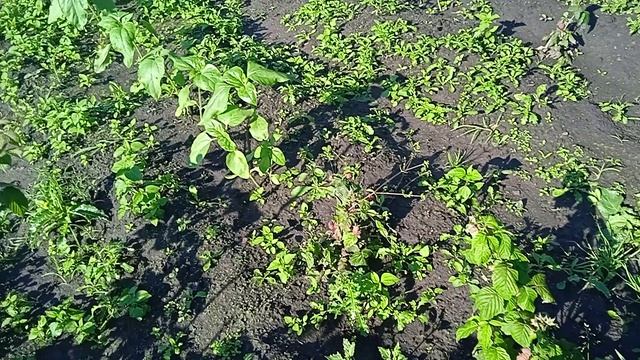 3.7.25г.  Наконец то к нам Пришло ЛЕТО!!!🙂    Небольшой Обзор ОГОРОДА!!!  ЛЕВОТЕРА Зацвела🌸🌸🌸