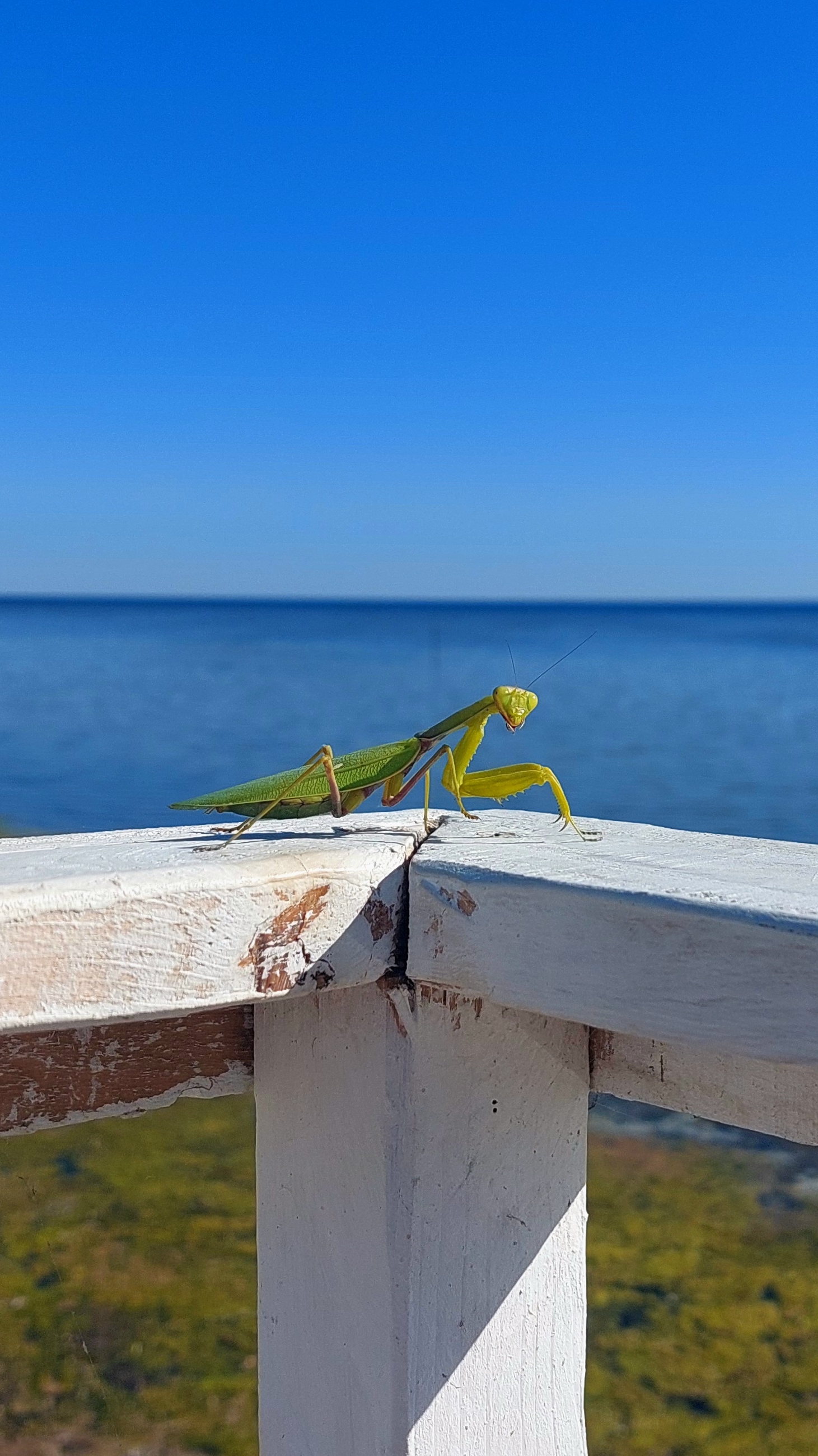 Любознательный богомол и Море.
