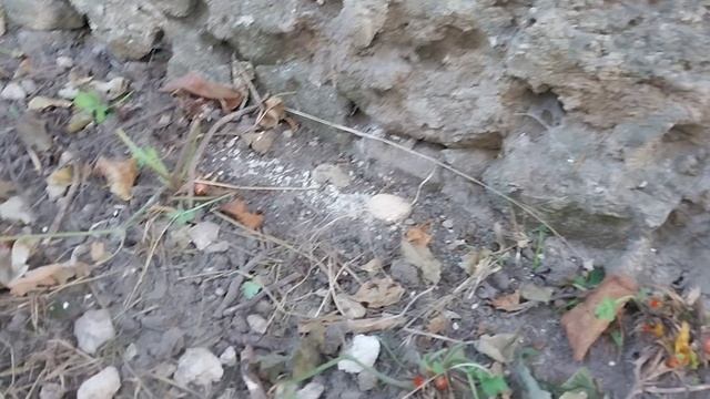 Как избавиться от деревьев под домом раз и на всегда!