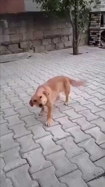 Собака улыбается