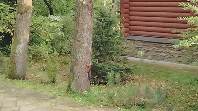 Белка в Репино  последняя.VID_20250906_175505~2