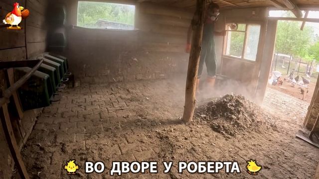 Содержание кур в домашних условиях и других птиц во дворе у Роберта 🐣🐤🦆🐔🪿🦃 (258)