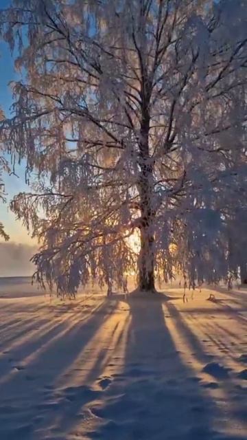 Зима — волшебница, замораживающая печали и оживляющая мечты.