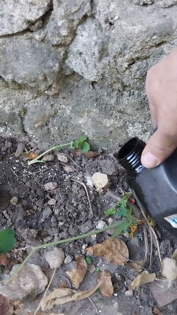 Как избавиться от зарослей у дома раз и на всегда!