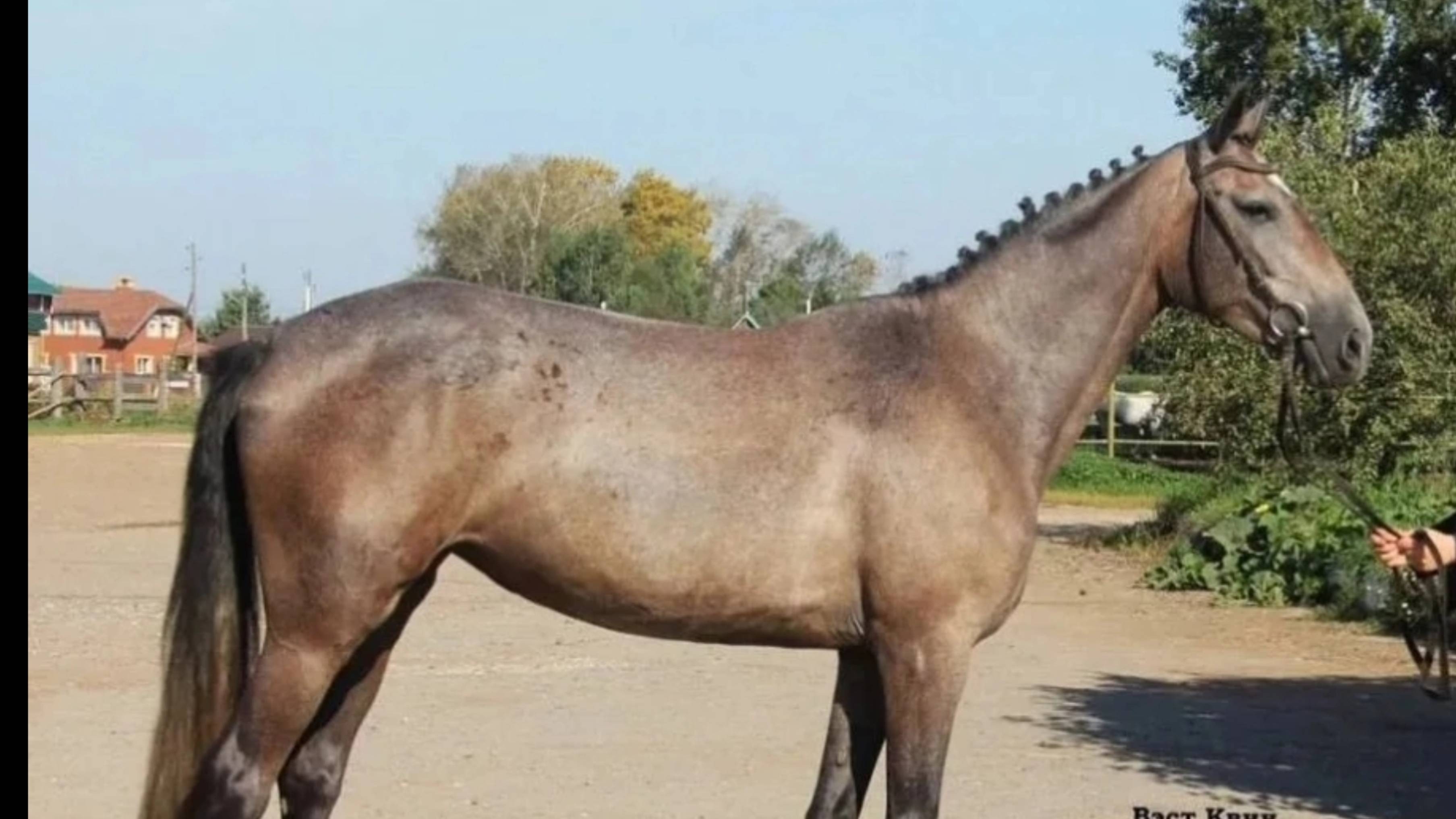 Вэст Квин , 2021гр. Работа на шлее Пессоа нижнее положение.