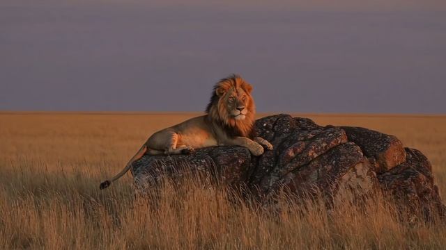 Львы и музыка