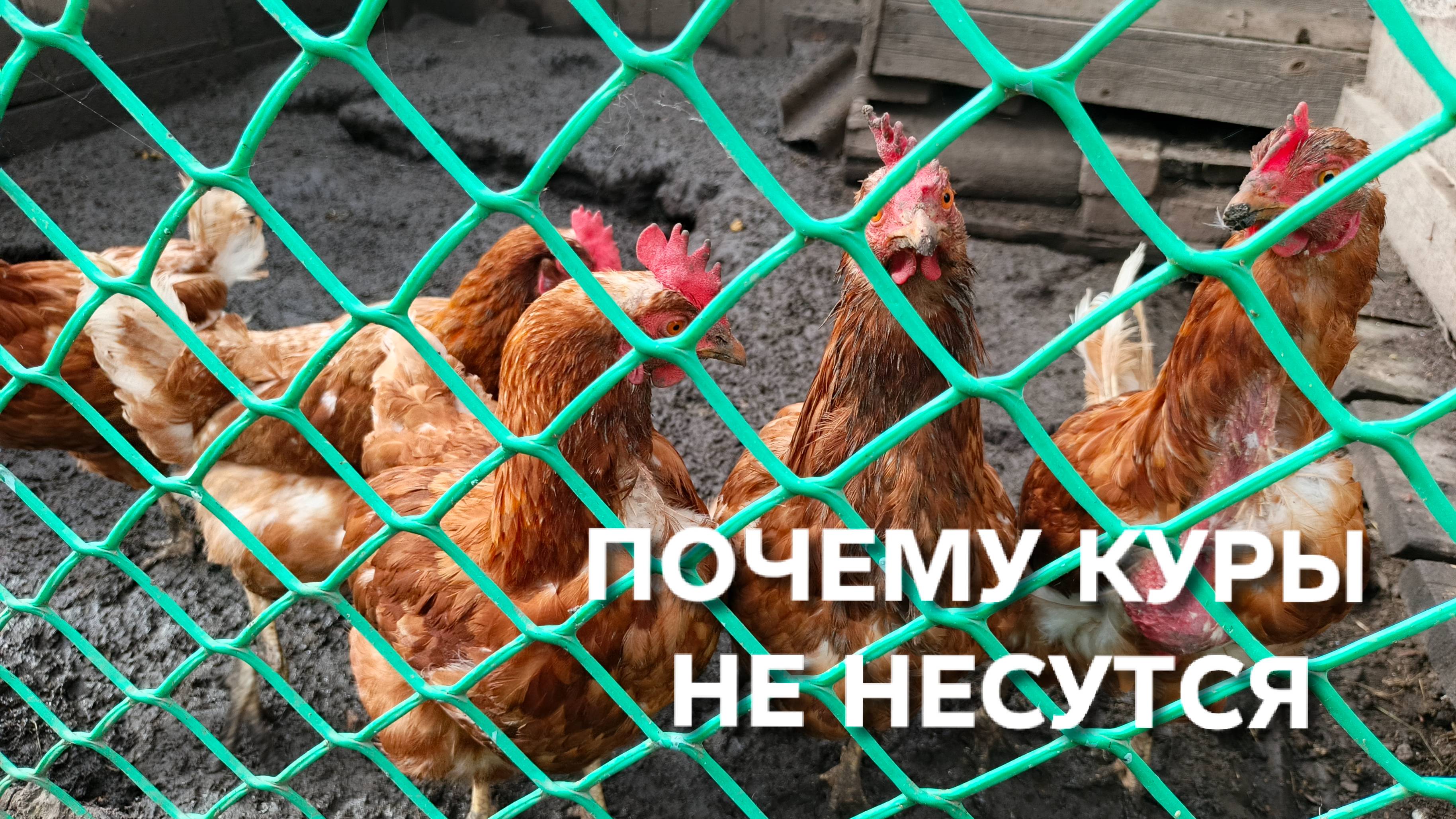 Почему куры не несутся Раскрою один секрет